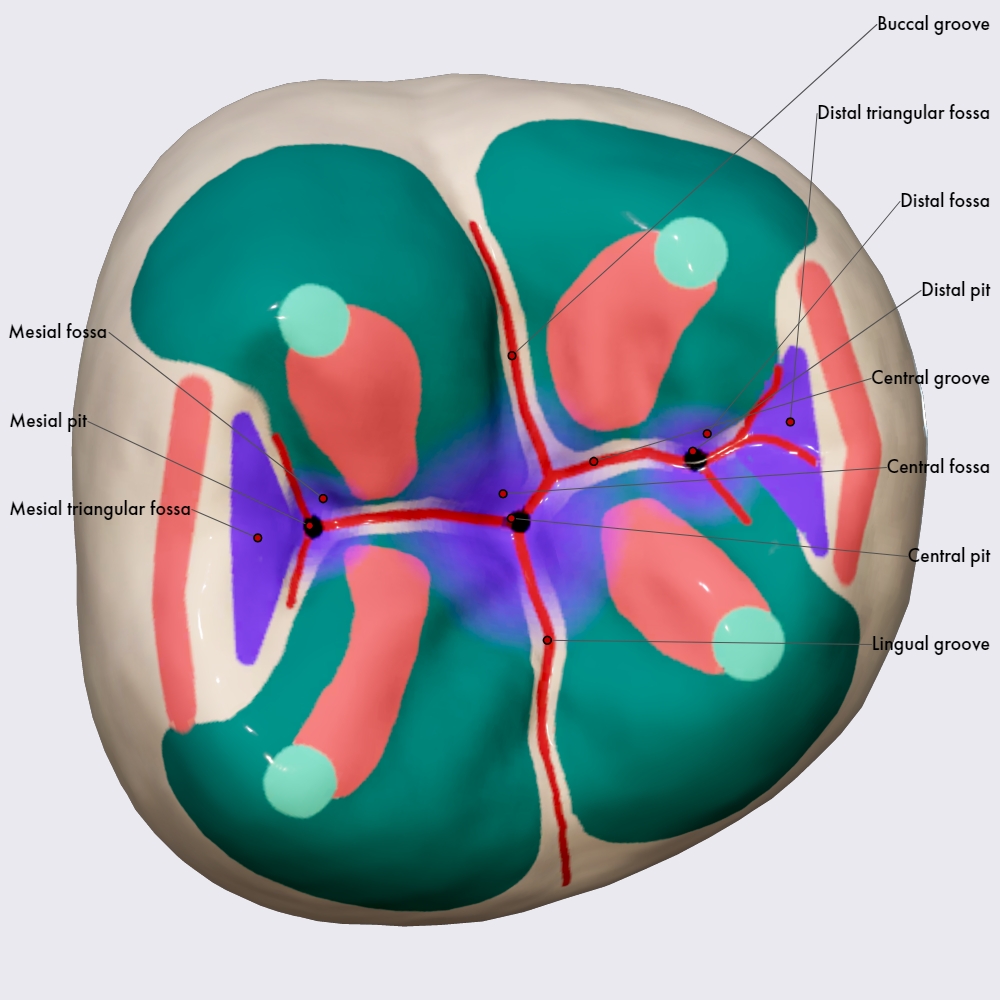 Second Mandibular Molar part 2 Molars Dental Anatomy Anatomy second-mandibular-molar-part-2-molars-dental-anatomy-anatomy